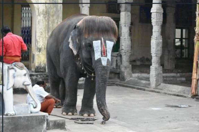 Meet Bob-Cut 'Sengamalam': an Elephant