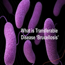 Cases of another Transferable Disease: Brucellosis is rising in China..!