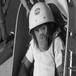 Animals in Space - Their Contributions, Challenges, and Legacy