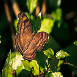 New Species Unveiled - Butterfly Cicada in Meghalaya!