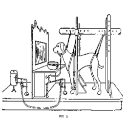 The famous Pavlov experiment