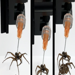 Necrobotics: Blending Biology and Robotics for a Sustainable Future